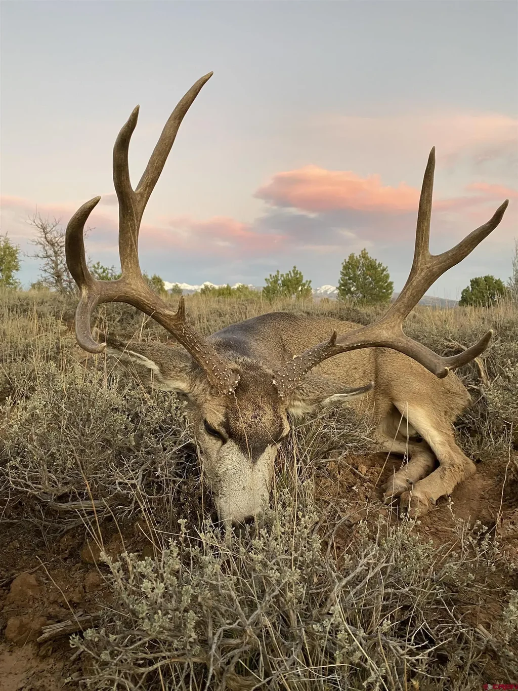 Akati Gulch Road Majestic Elk Ranch 960, Hesperus Property Listing: MLS ...