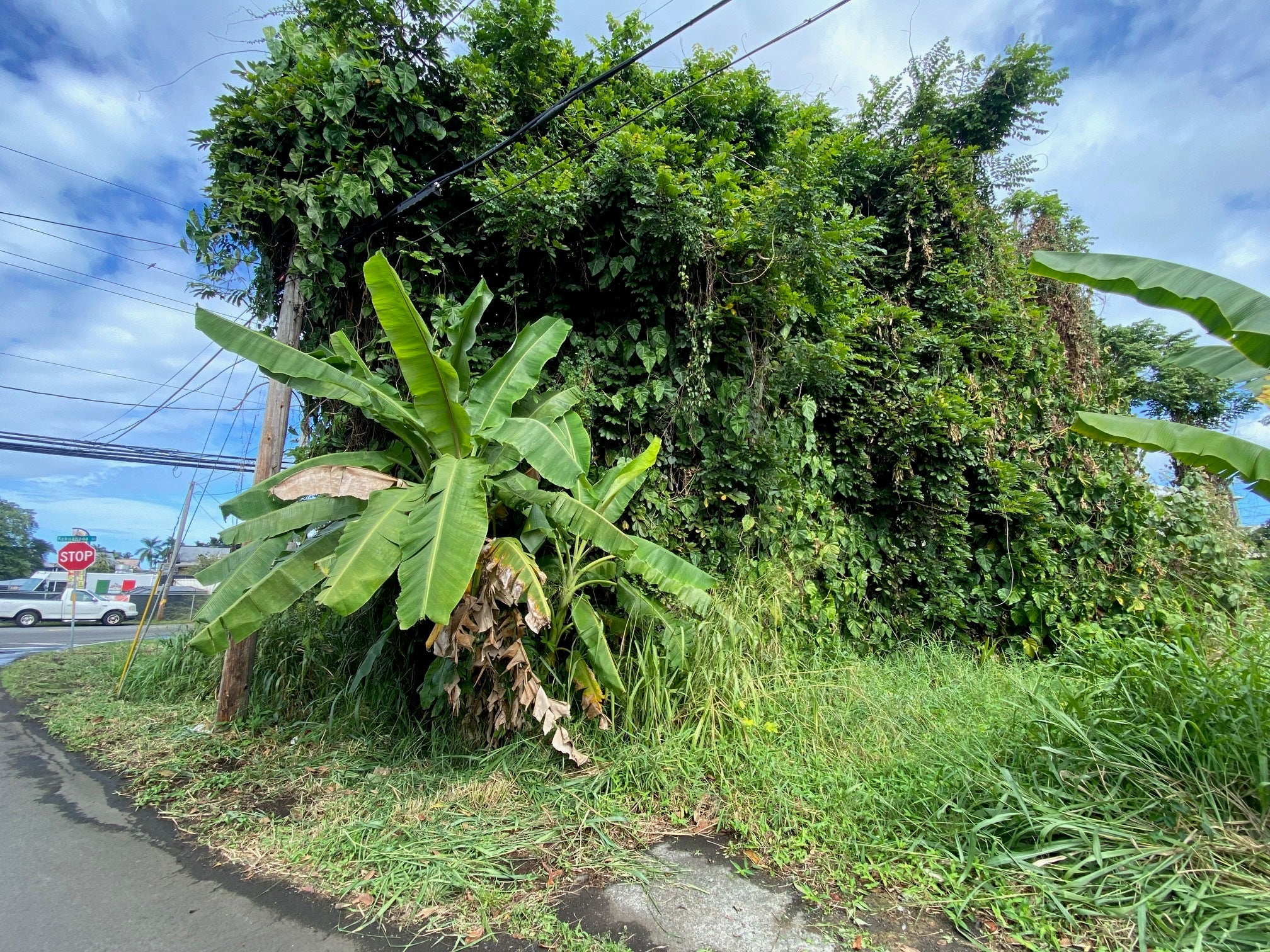 Waiakea in WAIAKEA | MLS® 716999 For Sale $145,000 in South Hilo, Hawaii