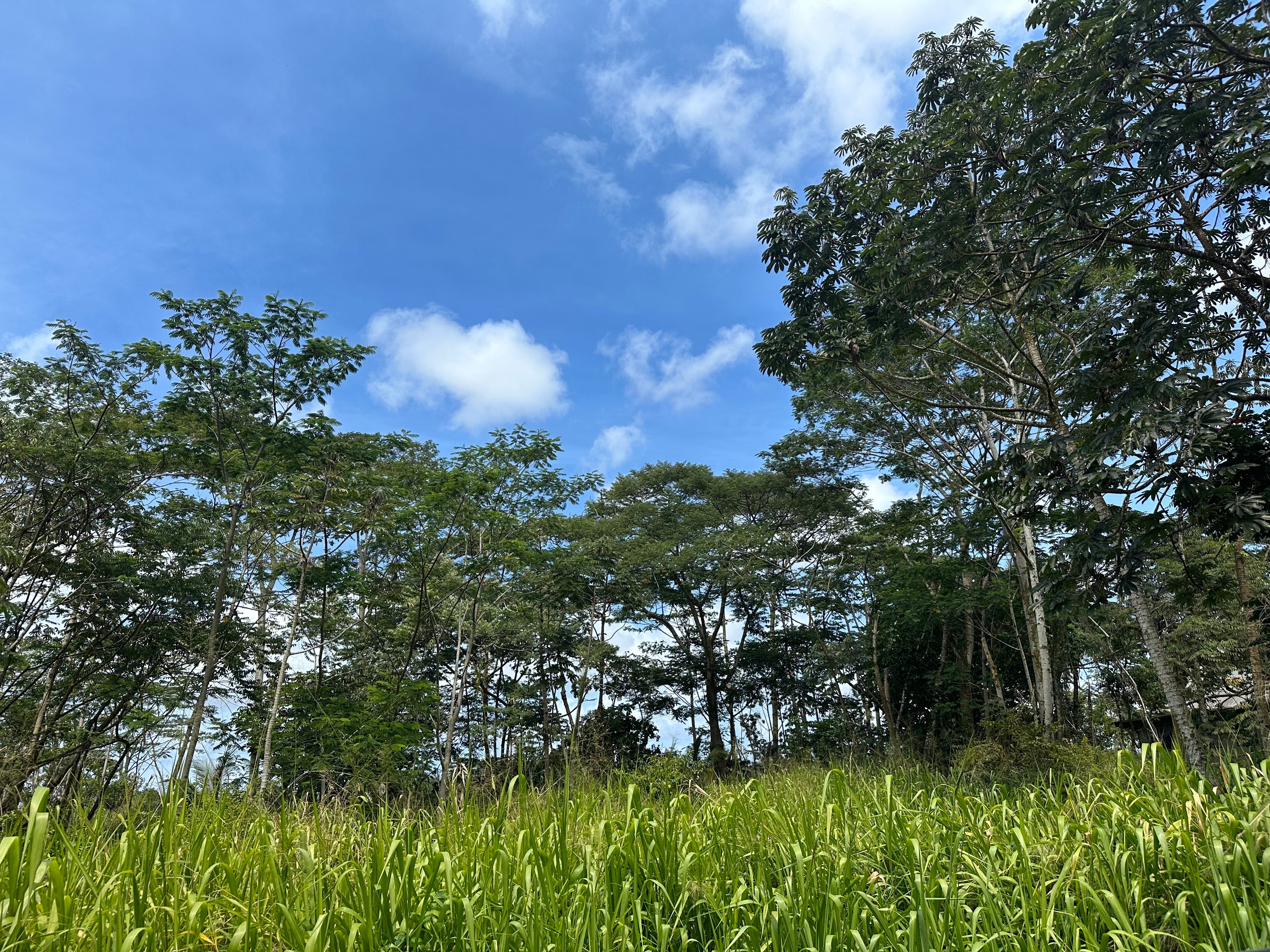 Tiki Rd in TIKI GARDENS | MLS® 720497 For Sale $53,000 in Puna, Hawaii