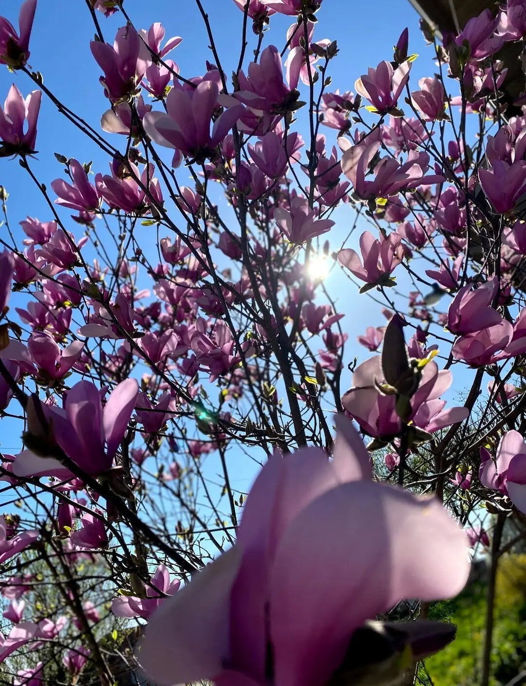 38 Pinnacle Pointe Drive, Somerset Property Listing: MLS® #25508281