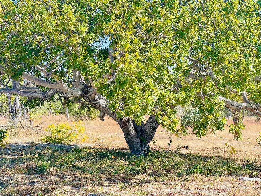 Lote 7 Colina Del Sol Land, East Cape Property Listing: MLS® #26-319