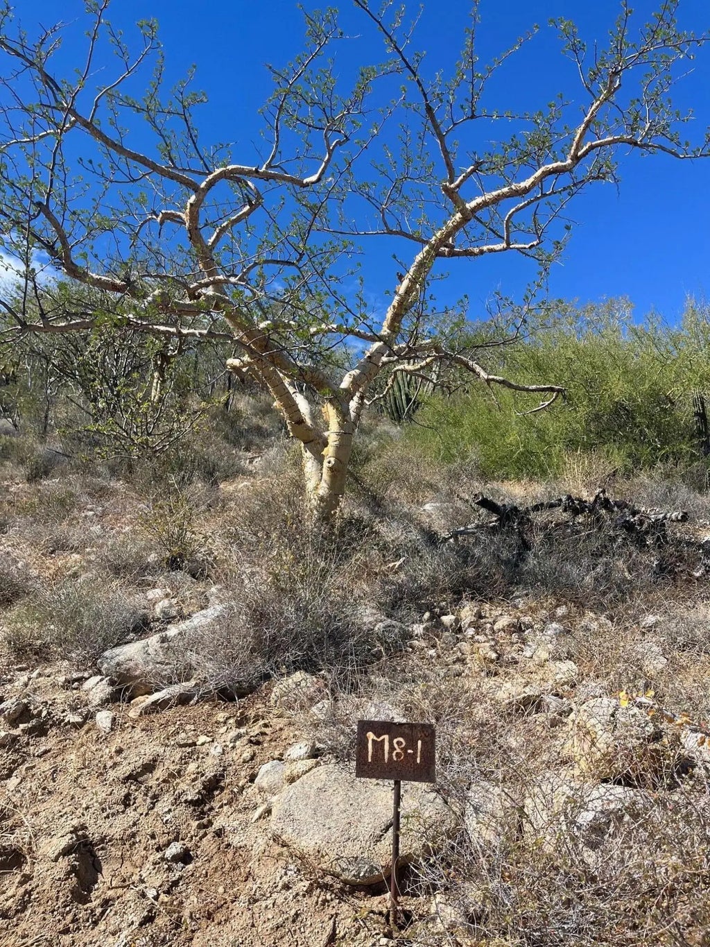 Lot M8-1 Rancho Cerro Beauty, East Cape Property Listing: MLS® #26-325
