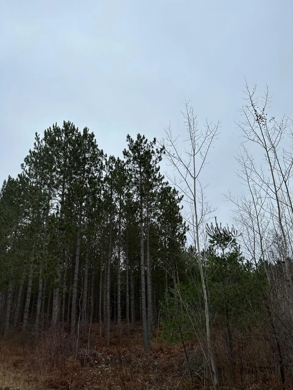 On Swamp Lake Rd # 4069-10, Tomahawk, WI - MLS# 215521 - LandBin.com