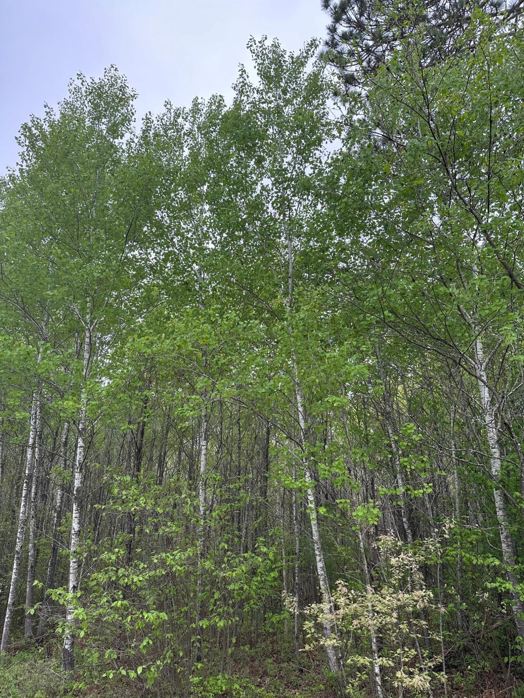 On Burrows Lake Rd # Lot 7, Tomahawk, WI - MLS# 207537 - LandBin.com