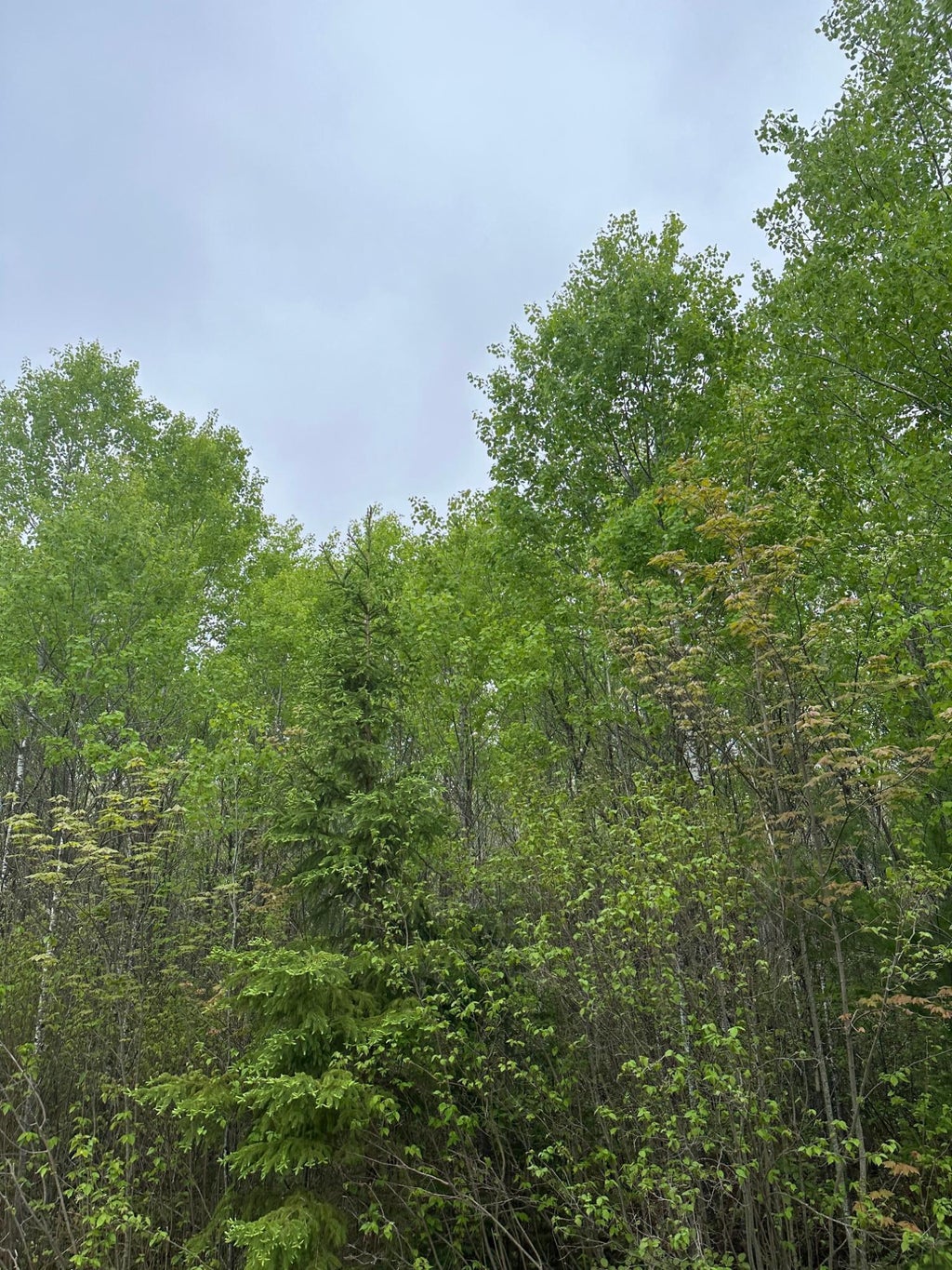 On Burrows Lake Rd # Lot 9, Tomahawk, WI - MLS# 207539 - LandBin.com