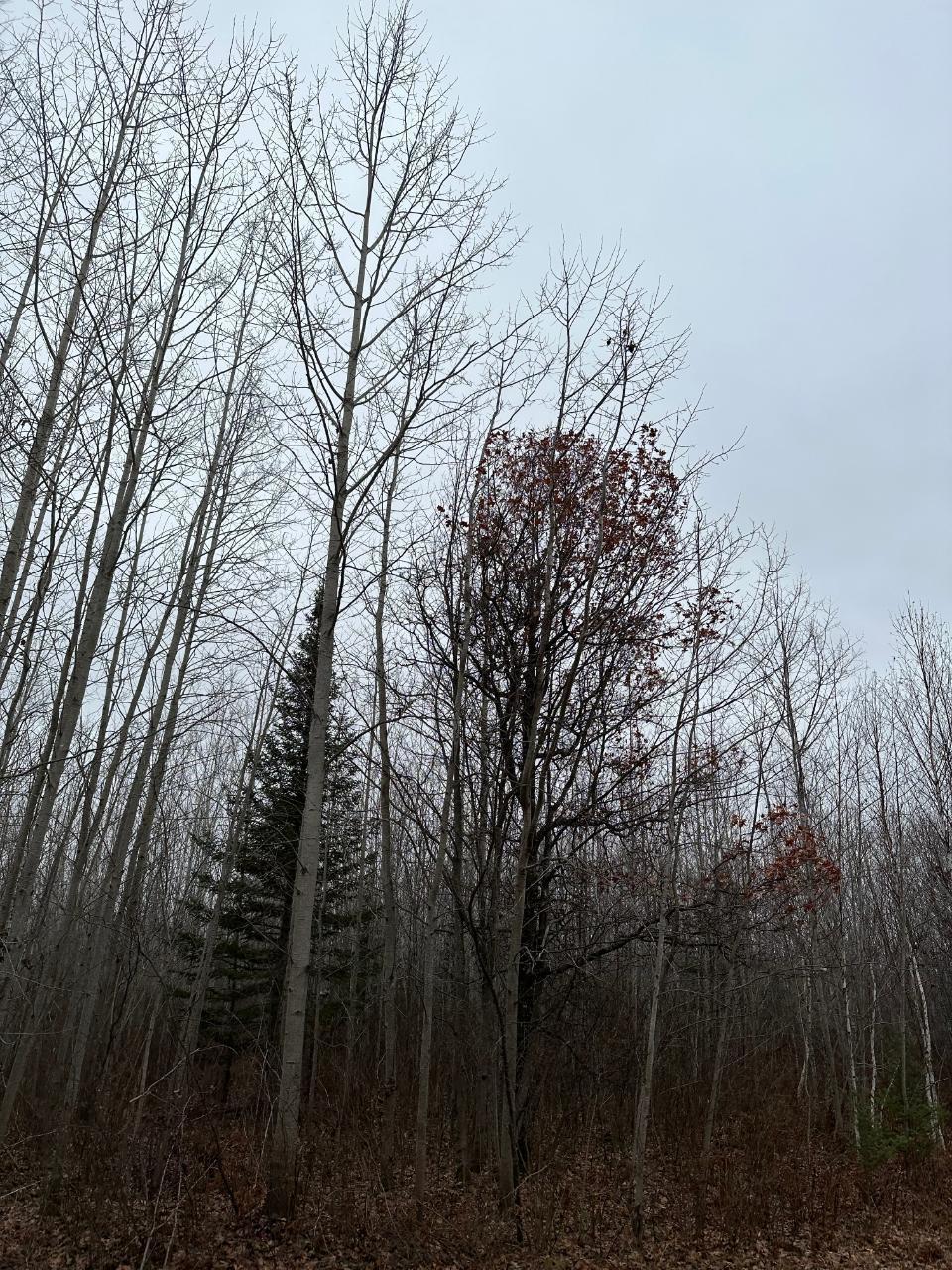 On Burrows Lake Rd # 4067-a, , WI - MLS# 209988 - LandBin.com