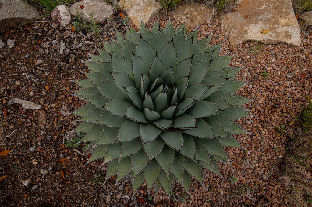 1131 Piedra Rondo, Santa Fe Property Listing: MLS® #202503643